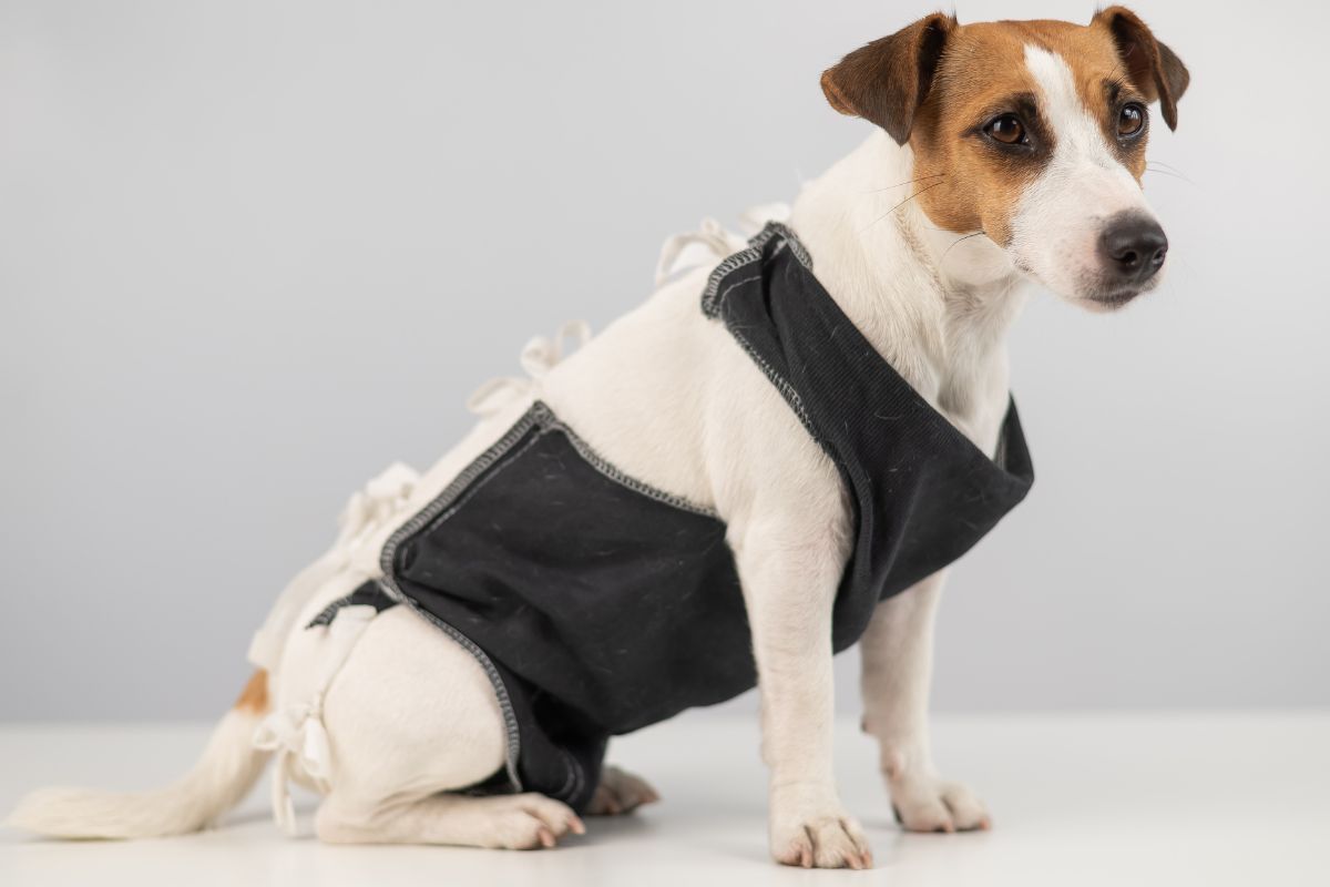 Sterilizzazione cane femmina, convalescenza e post-operatorio - Clinica ...